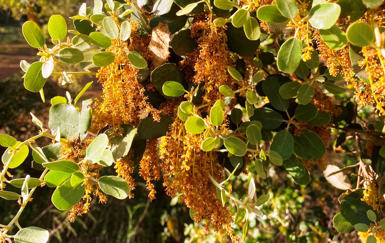 La flor de la encina, el origen de la bellota - Corsevilla